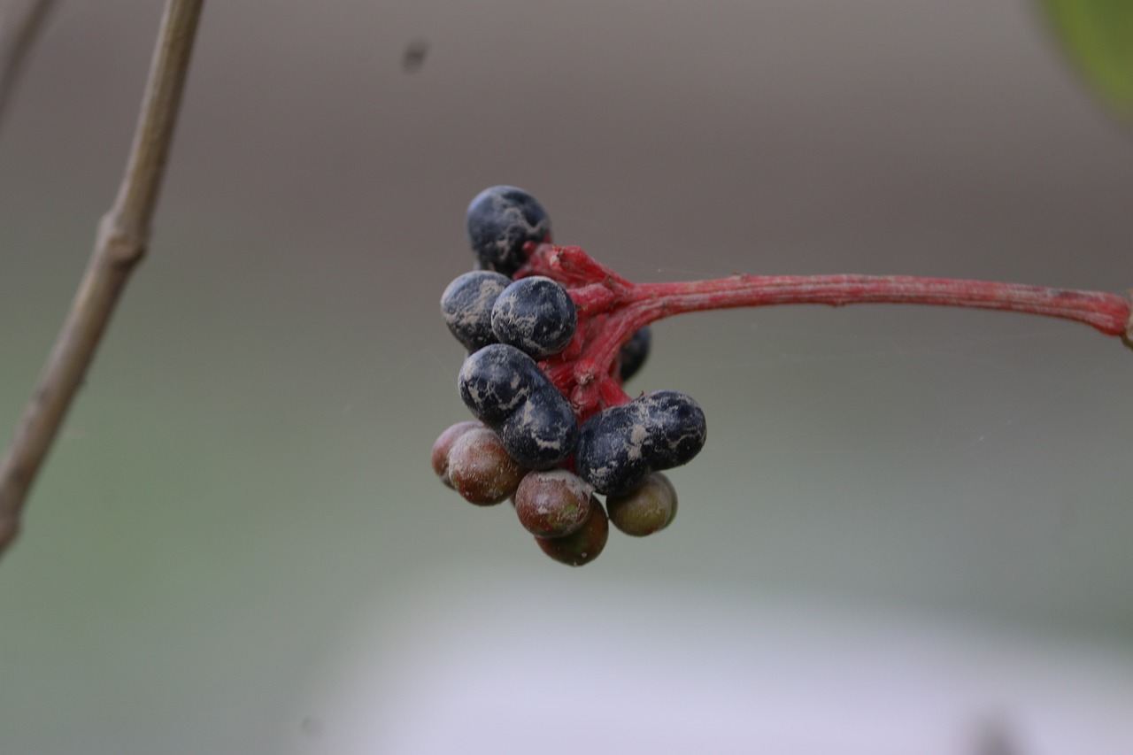 Homily: What Bearing Fruit Really Means - Fr. Joshua Whitfield